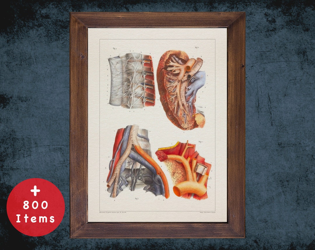 KIDNEY NERVES ARTERY Anatomy Art Print for Medical Student Graduate ...