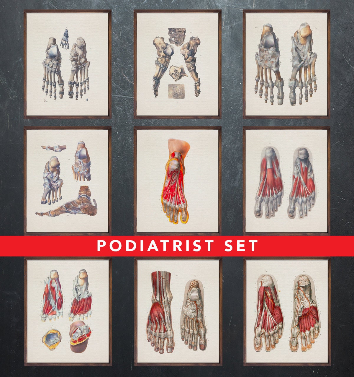 Anatomy Print, Set of 9 Posters, Gift for Podiatrist Doctor, Podiatry ...