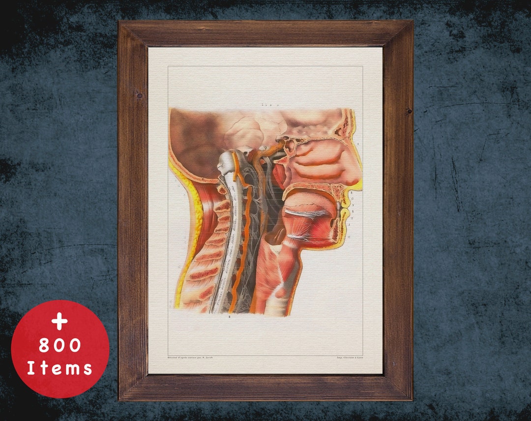 OTORHINOLARYNGOLOGY NOSE MOUTH Anatomy Art Print for Medical Student ...