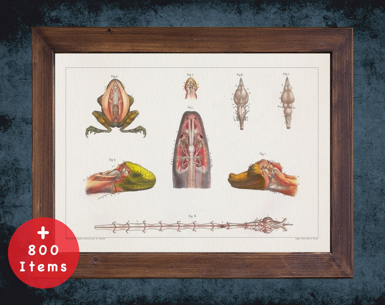 Bearded Dragon Anatomy Poster - Etsy