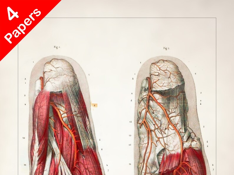 FOOT VEIN TENDON Anatomy Art Print for Medical Student Graduate ...