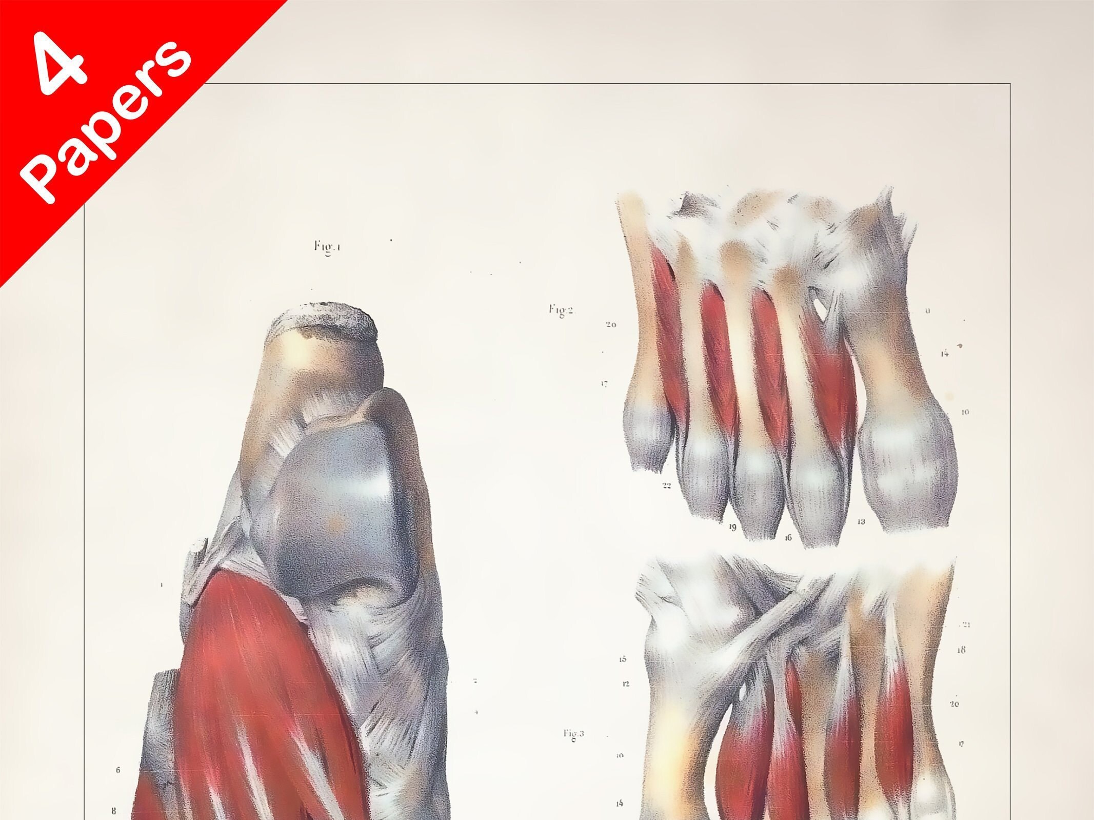 FEET TOES MUSCLE Anatomy Art Print for Medical Student Graduate ...