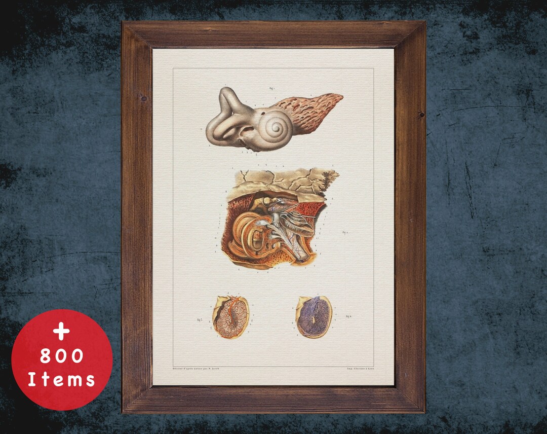 BONY LABYRINTH COCHLEA Anatomy Art Print for Medical Student Graduate ...