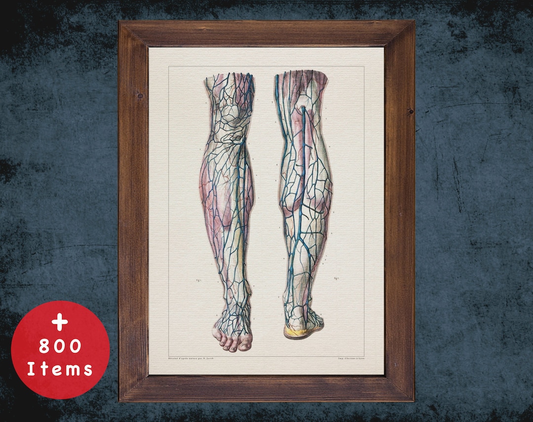 SUPERFICIAL VEIN LEG Anatomy Art Print for Medical Student Graduate ...