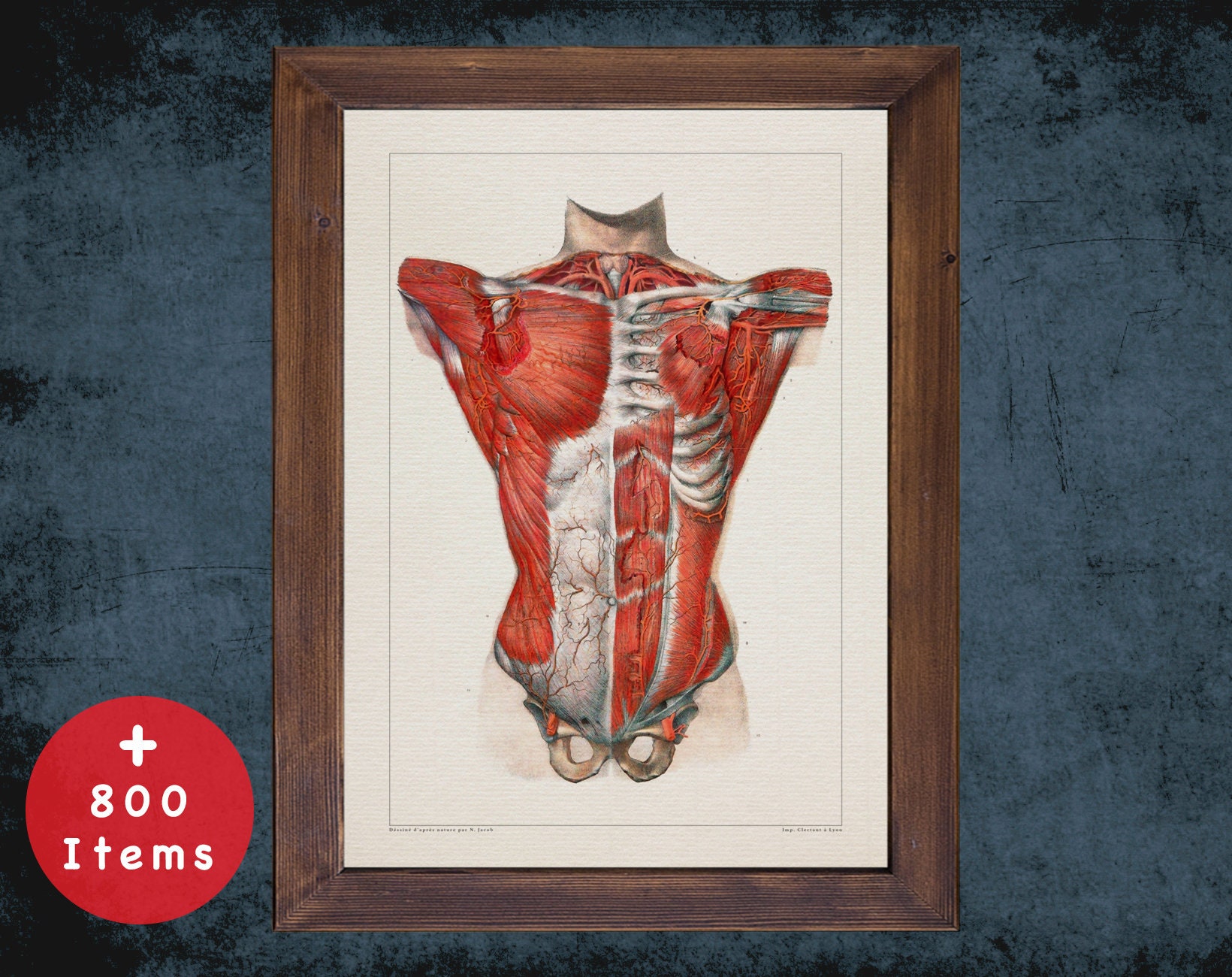 TORSO CHEST ARTERY Anatomy Art Print for Medical Student Graduate ...