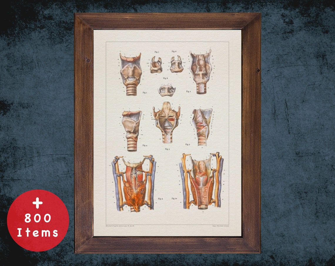 LARYNX TRACHEA ESOPHAGUS Anatomy Art Print for Medical Student Graduate ...