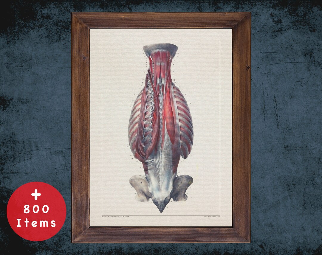 BACK MUSCLE BONE Anatomy Art Print for Medical Student Graduate ...