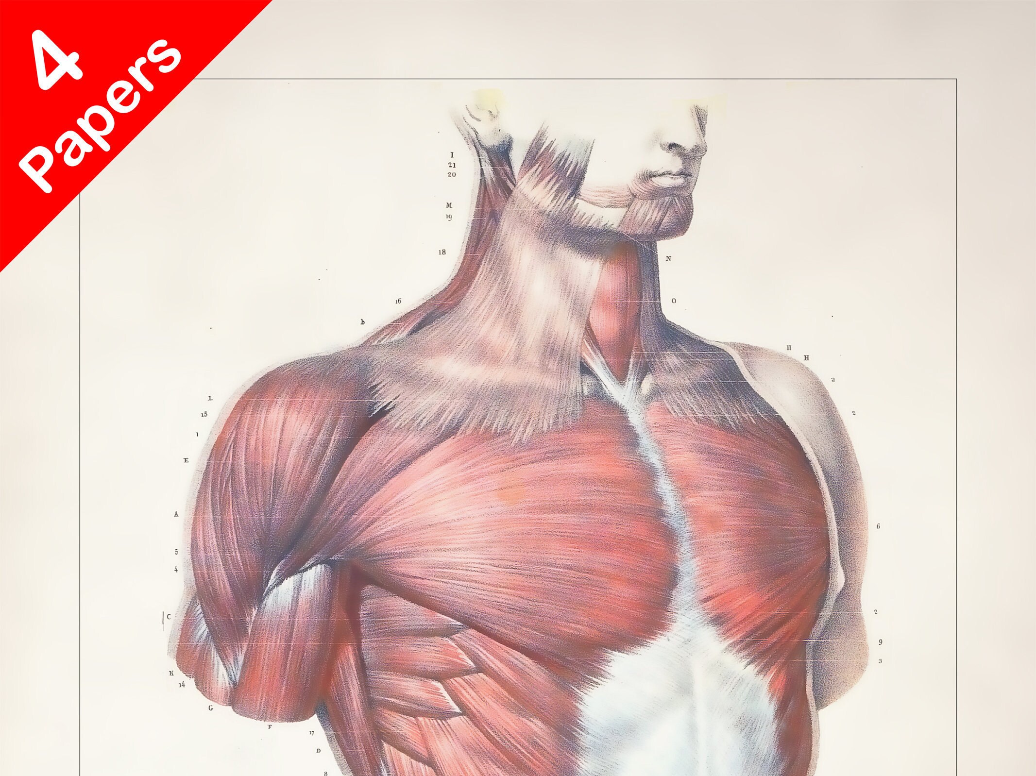 PECTORAL TORSO MUSCLE Anatomy Art Print for Medical Student Graduate ...