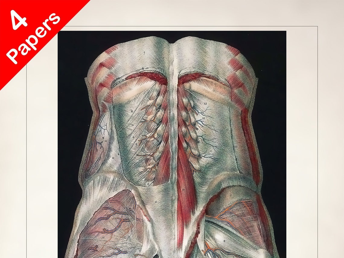 BUTTOCKS BACK VEIN Anatomy Art Print for Medical Student - Etsy New Zealand