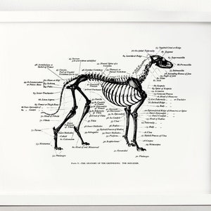 Vintage Art | Greyhound Anatomy Drawing From 1800s | Instant Download ...