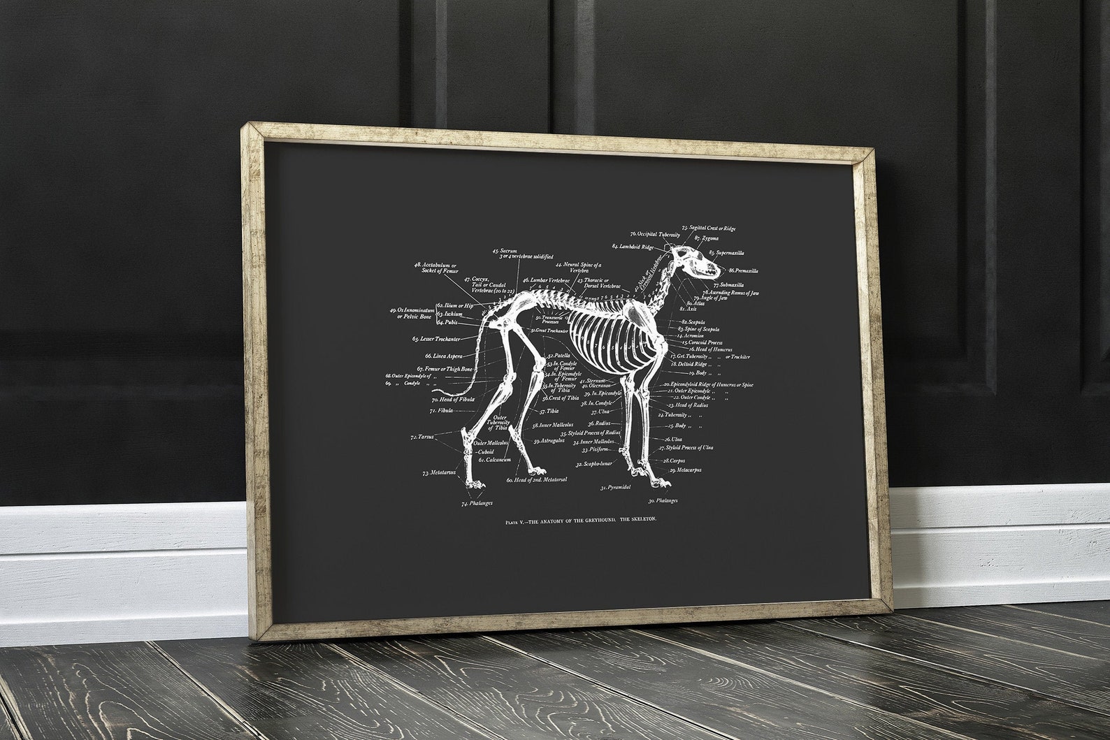 Vintage Greyhound Anatomy Print Greyhound Skeleton Poster - Etsy