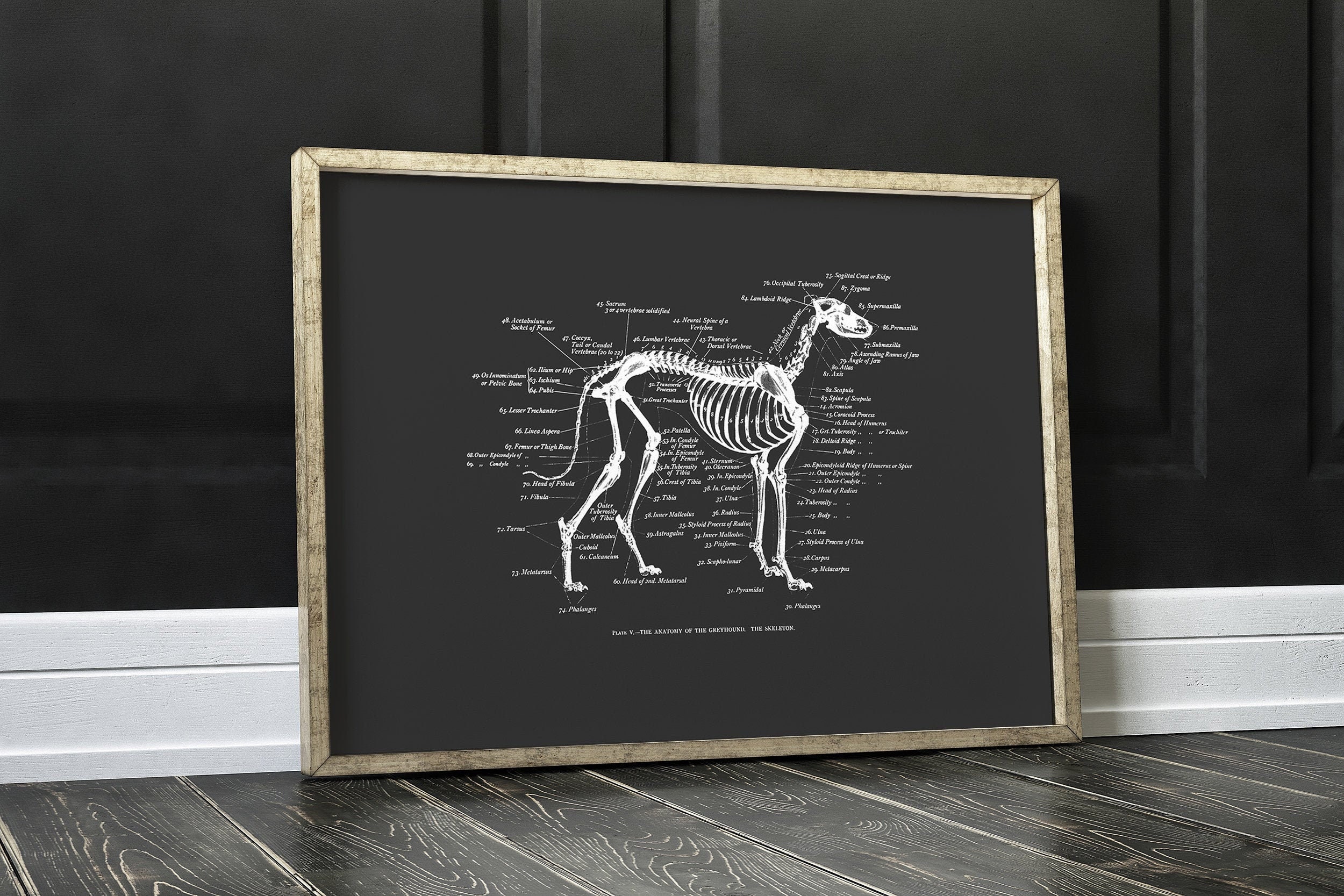 Vintage Greyhound Anatomy Print Greyhound Skeleton Poster - Etsy