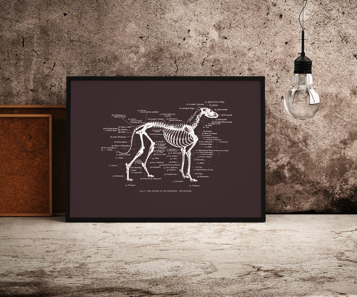 Vintage Greyhound Anatomy Print Greyhound Skeleton Poster - Etsy