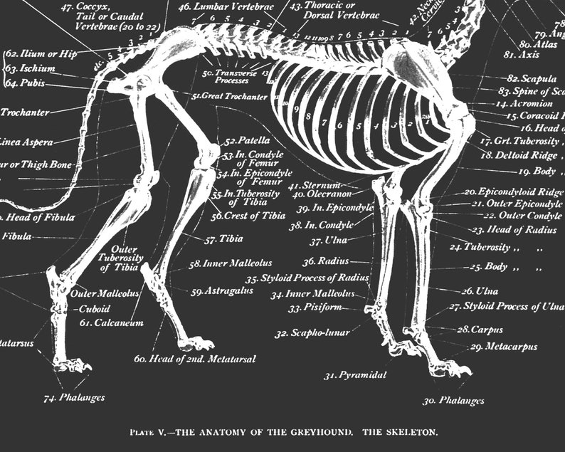 Vintage Greyhound Anatomy Print Greyhound Skeleton Poster - Etsy Denmark