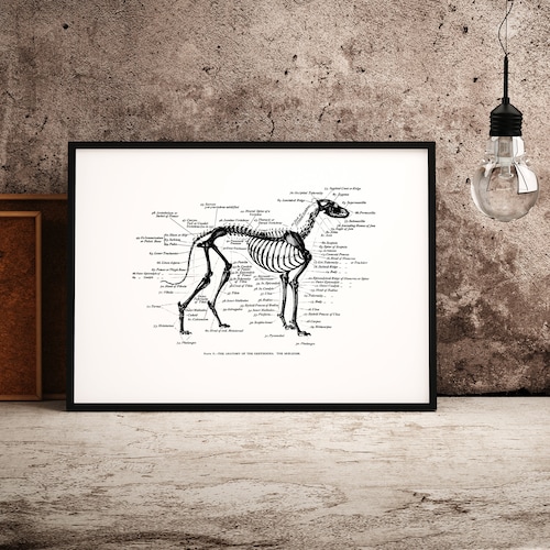 Vintage Greyhound Anatomy Print Greyhound Skeleton Poster - Etsy