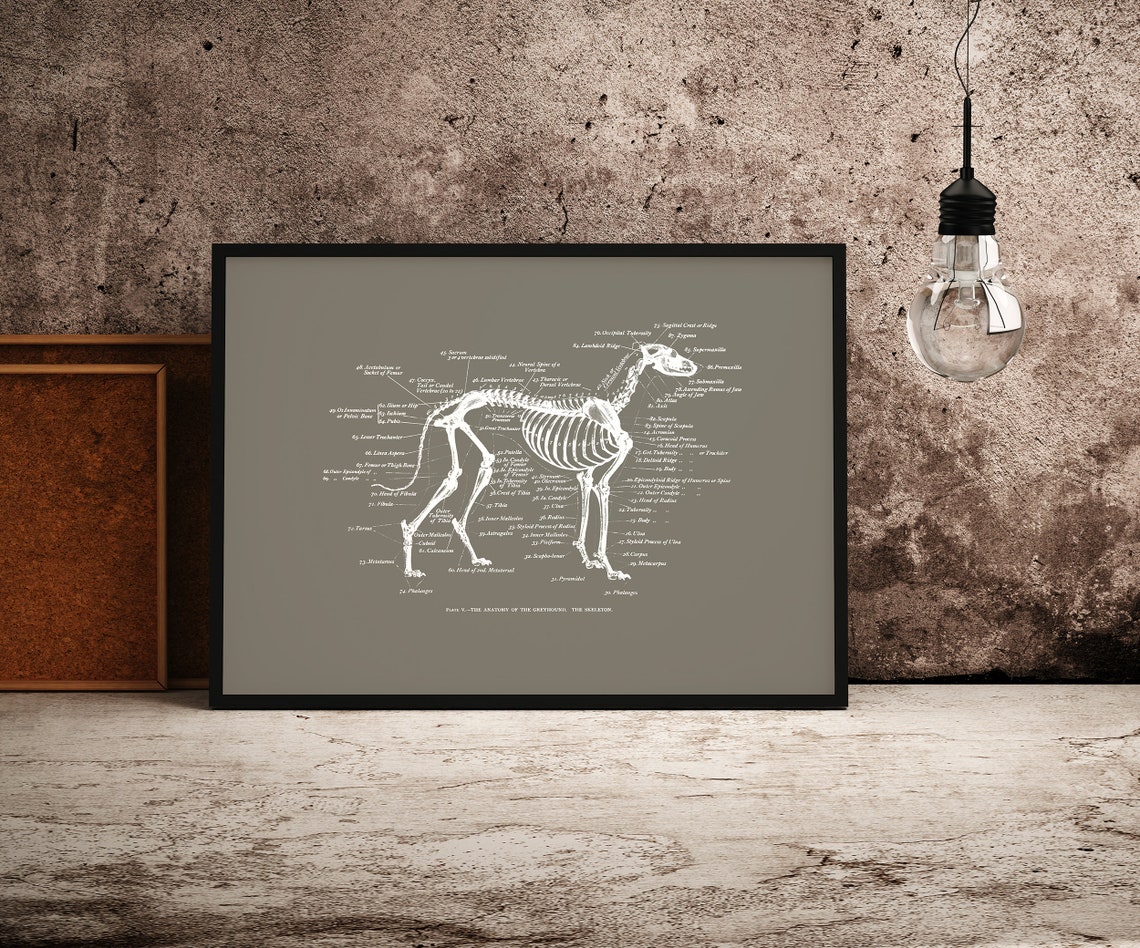Vintage Greyhound Anatomy Print Greyhound Skeleton Poster - Etsy