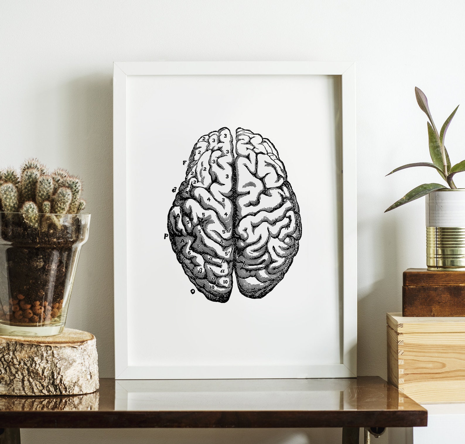 Vintage Brain Anatomy Print Brain Medical Drawing From 1800s Brain ...