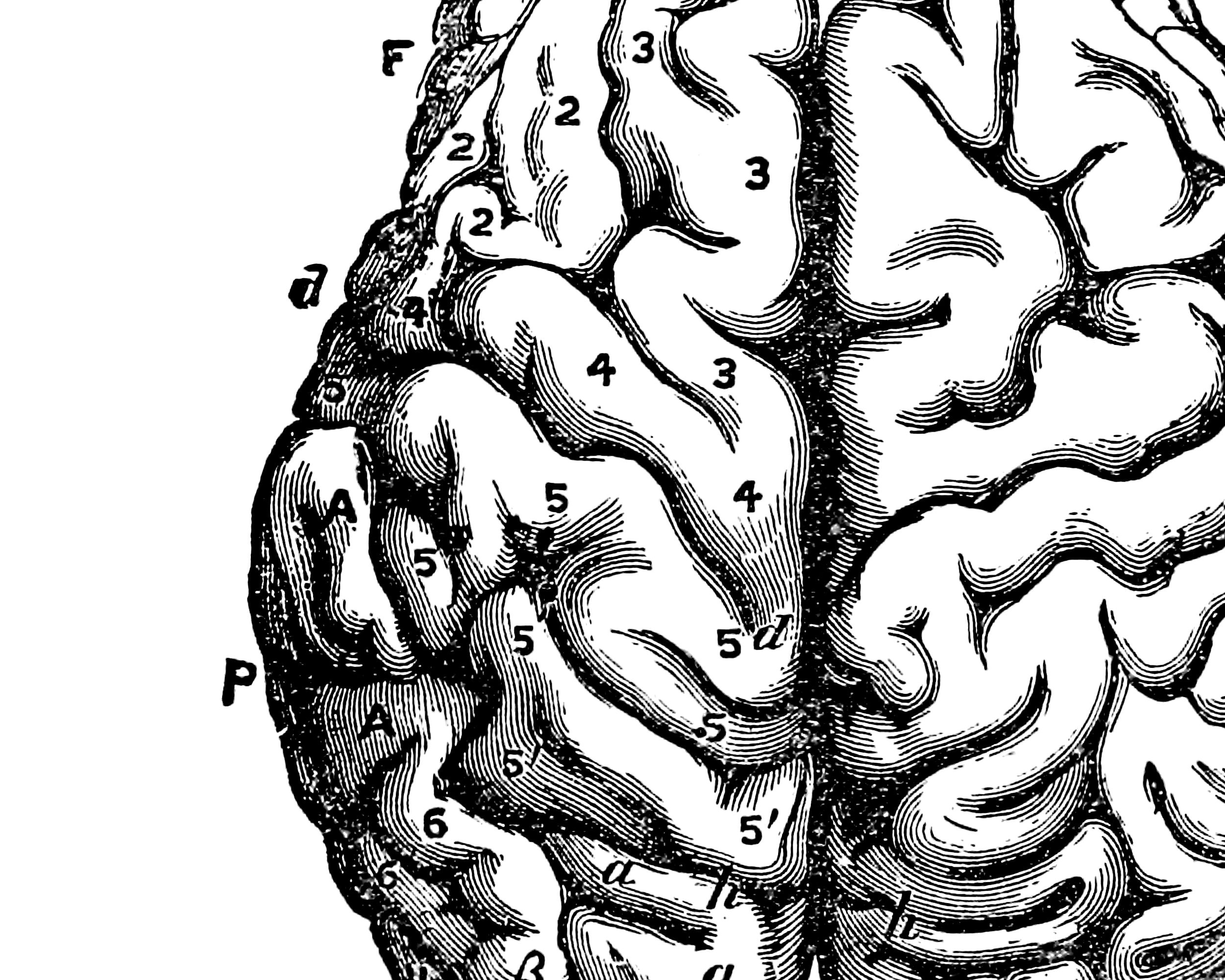 Vintage Brain Anatomy Print Brain Medical Drawing From 1800s Brain ...