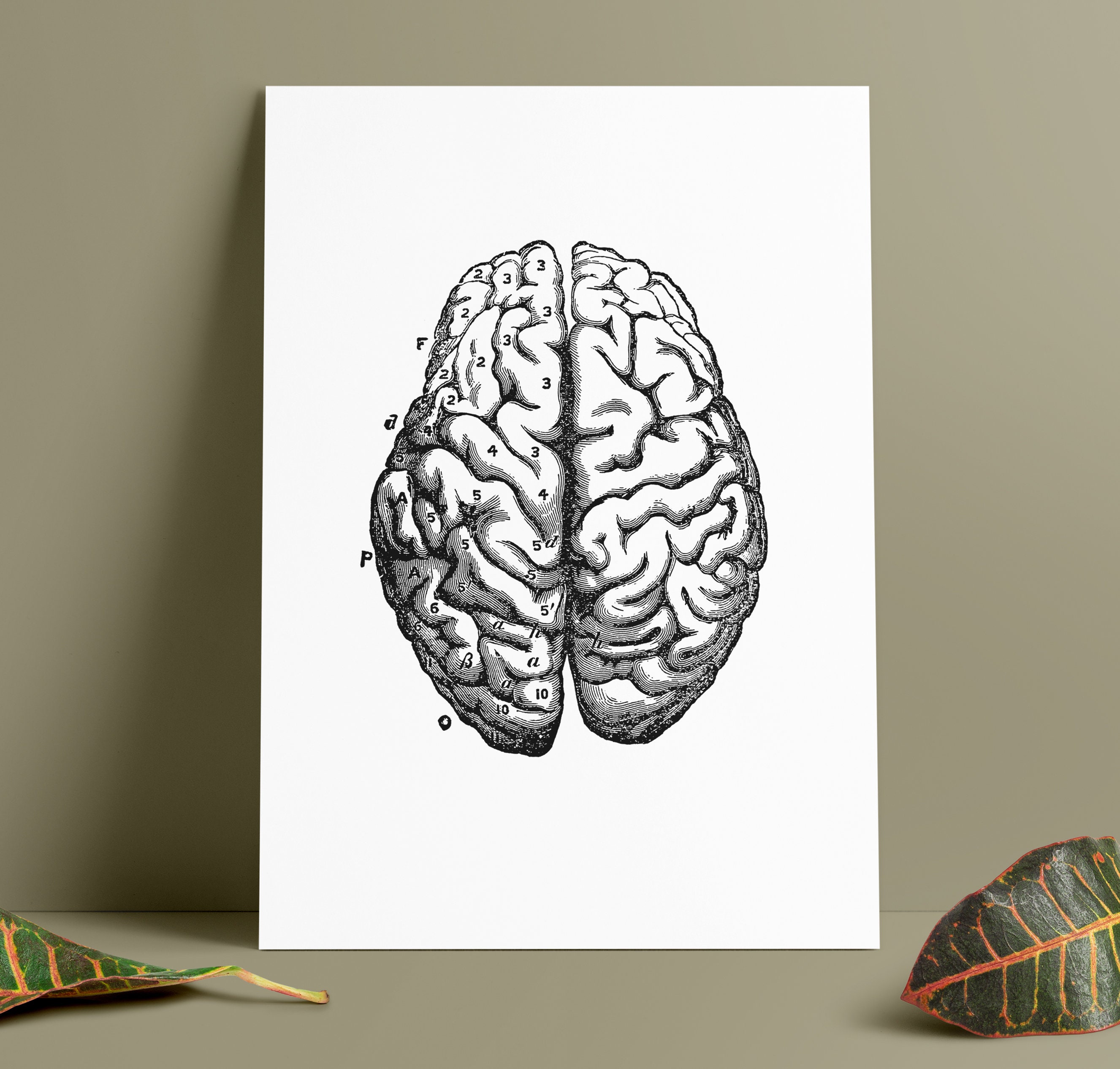 Vintage Brain Anatomy Print Brain Medical Drawing From 1800s Brain ...