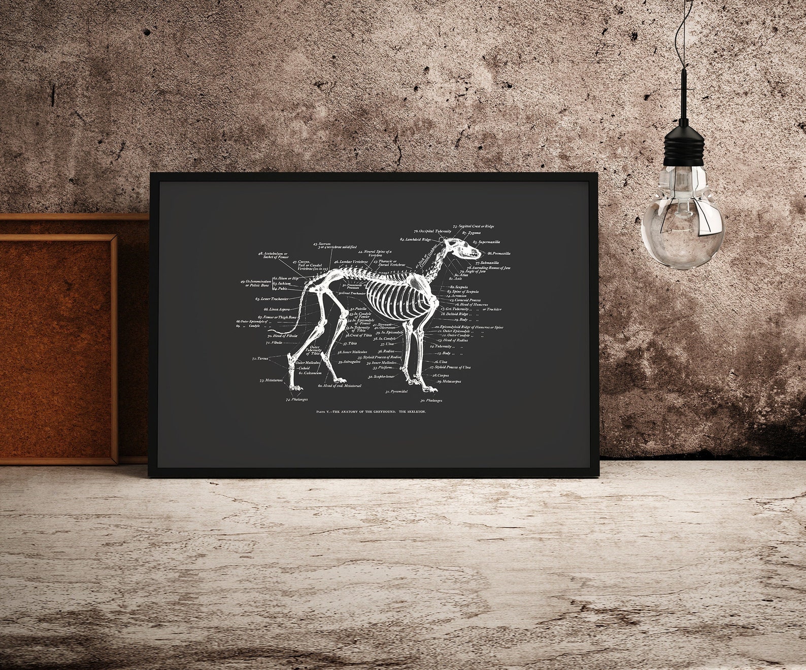 Vintage Greyhound Anatomy Print Greyhound Skeleton Poster - Etsy