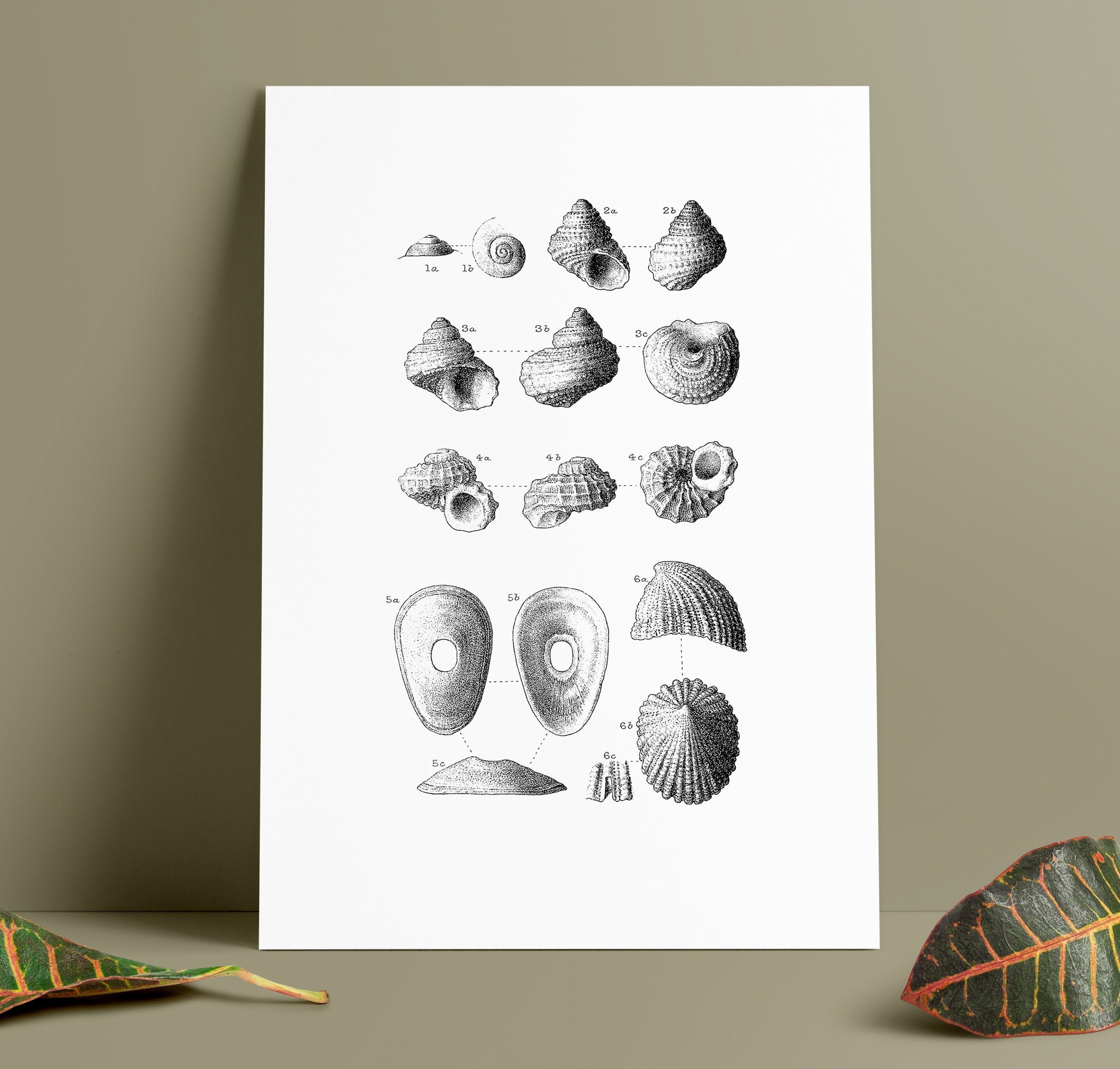 Vintage Seashell Drawing