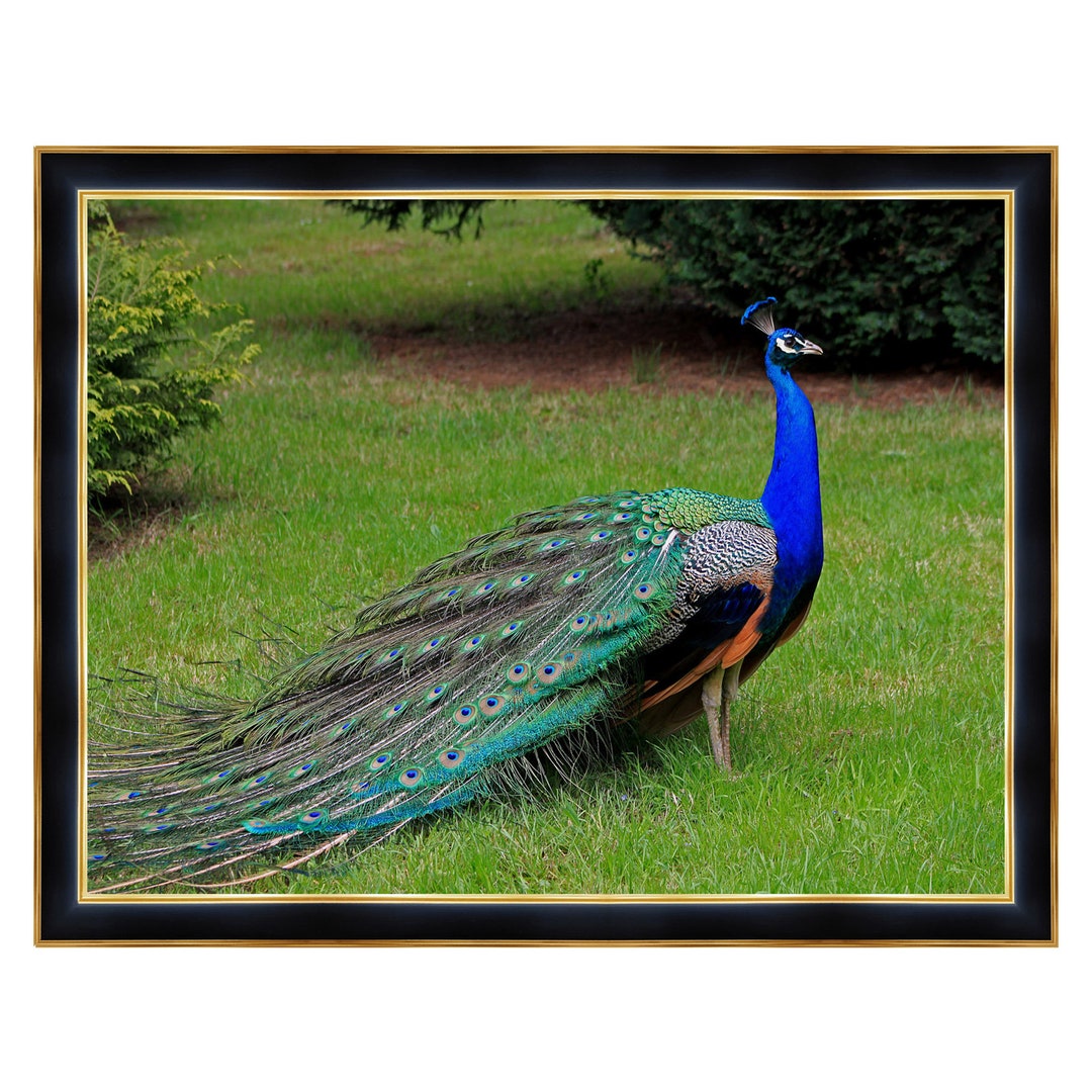 Peacock Photo Frame for Your Living Room. A Secular Symbol of Beauty ...