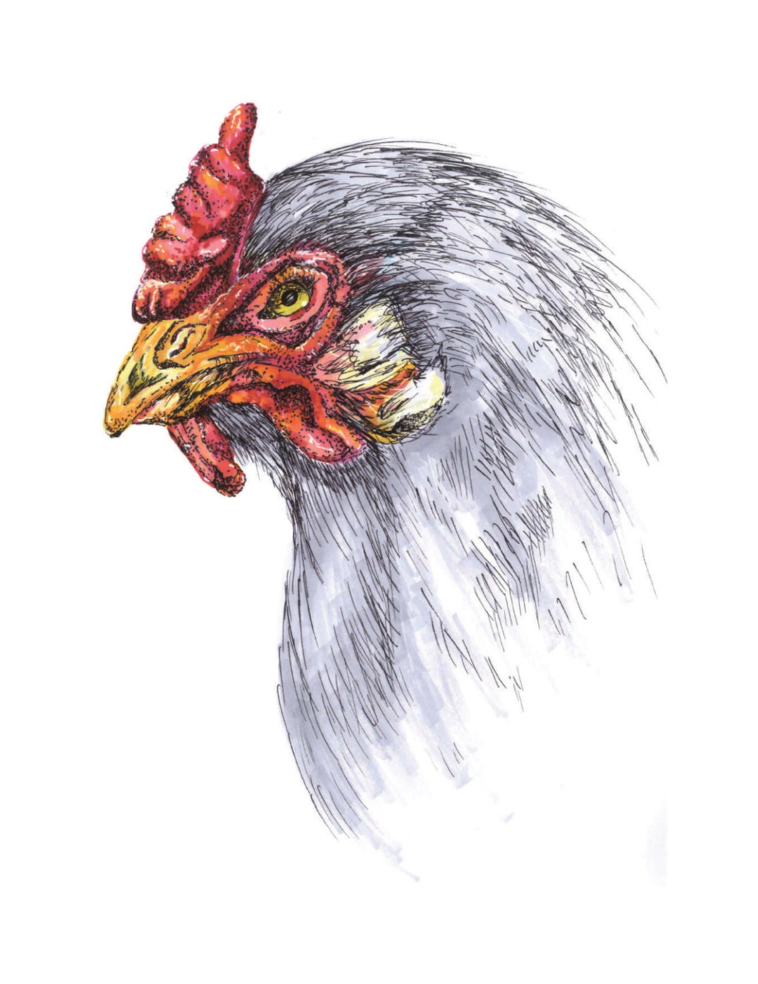 Chicken Portrait Print | Rooster Drawing | Kitchen Art | Country Farm ...