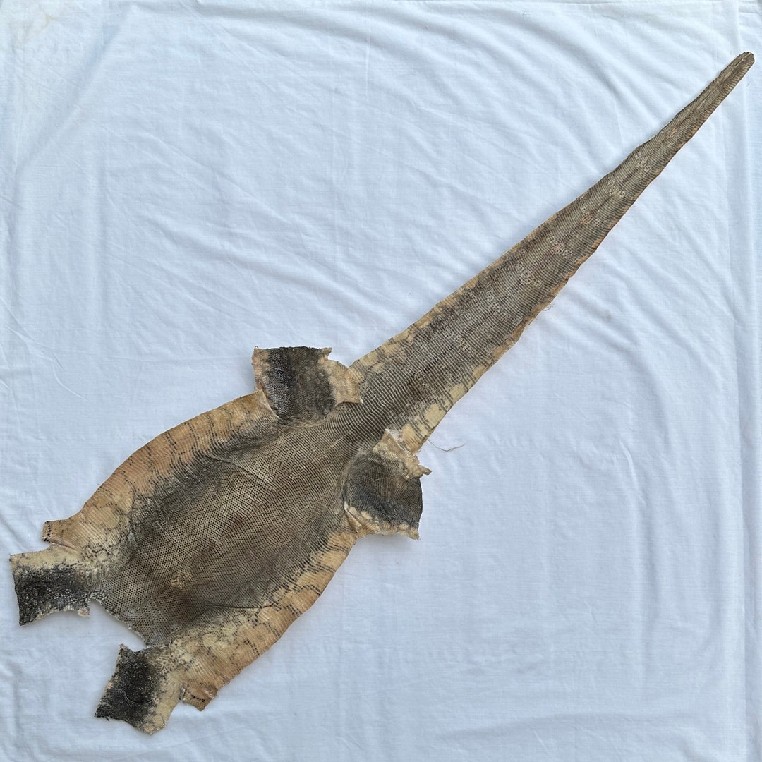 NILE MONITOR SKIN, Salted Not Tanned , Exotic Reptile Lizard Hide for ...