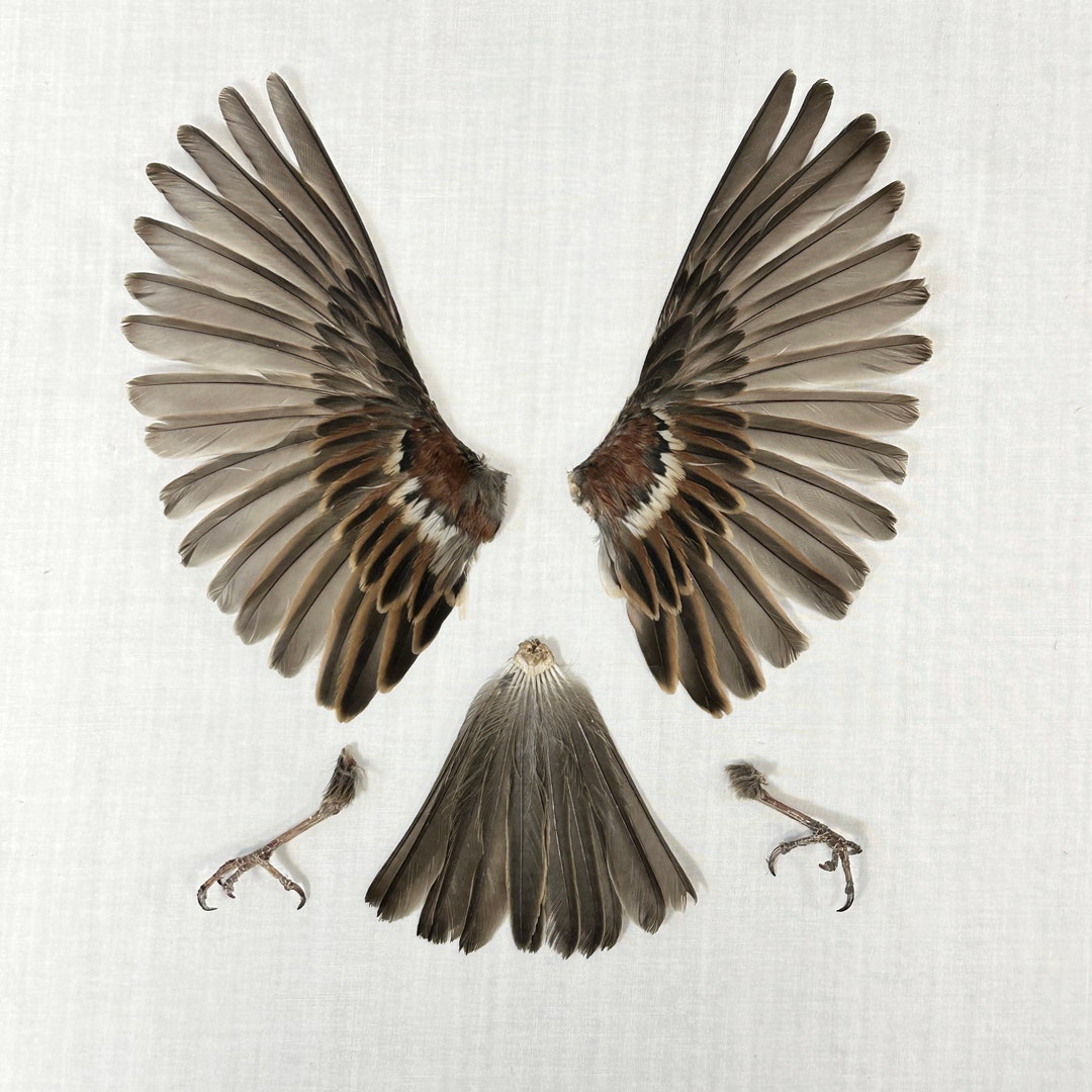SPARROW PART SET Real Dried Small Bird Wings, Tail, and Legs for ...