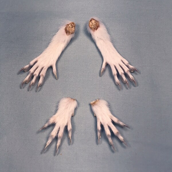 Squirrel Feet - Etsy