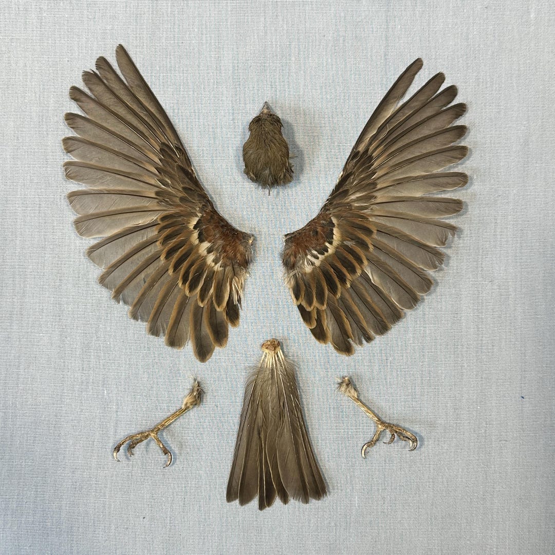SPARROW PART SET Real Dried Small Bird Wings, Head, Tail, and Legs for ...