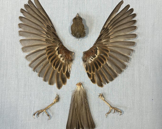 SPARROW PART SET Real Dried Small Bird Wings, Head, Tail, and Legs for ...