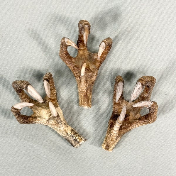 Bird Talons - Etsy