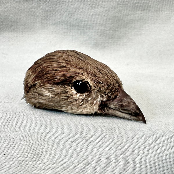 Bird Head - Etsy