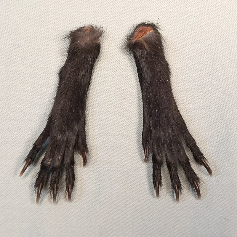Squirrel Feet - Etsy