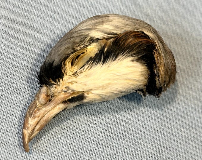 PARTRIDGE HEAD Real Preserved Dried Natural Bird Part for Costumes ...