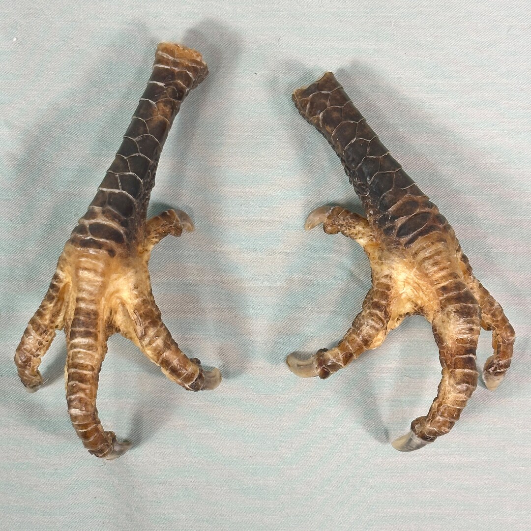 CHICKEN LEGS POSED Real Pair Preserved Taxidermy Bird Feet - Etsy