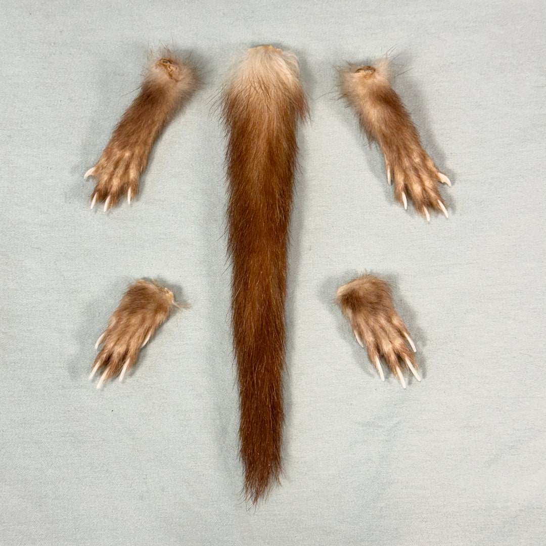 FERRET PART SET Real Tanned Feet, Paws, and Tail for Taxidermy Crafts ...