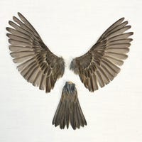 Pigeon (columba) Feather - Etsy