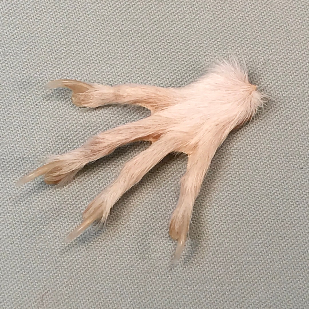 ALBINO SQUIRREL PAW Real Tanned White Fur Preserved Animal Foot ...