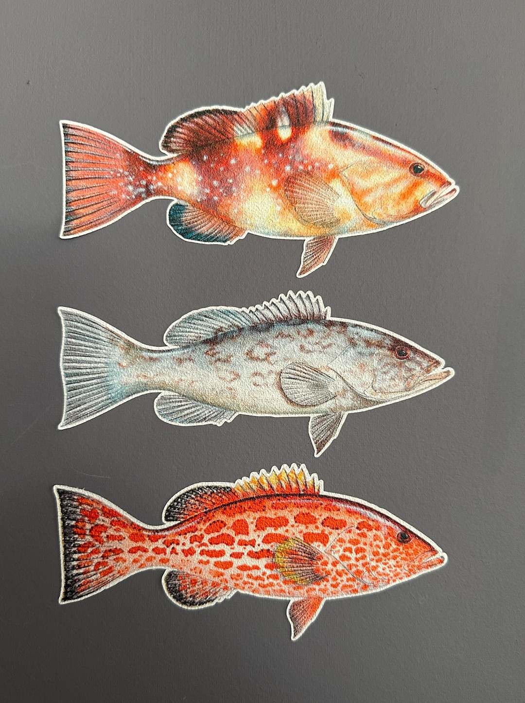 Grouper Fish Decal Textured Slip Resistant Repositionable Removable for ...