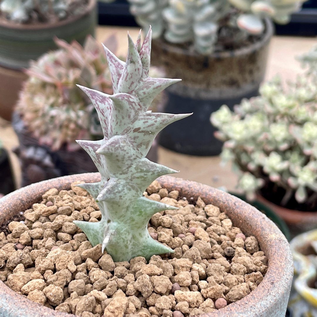Rare Caralluma Hesperidum - Exotic Succulent Live Plant - Etsy