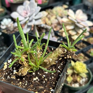 Rare Caudex, Phyllobolus Resurgens, Old Stem, Live Plant - Etsy