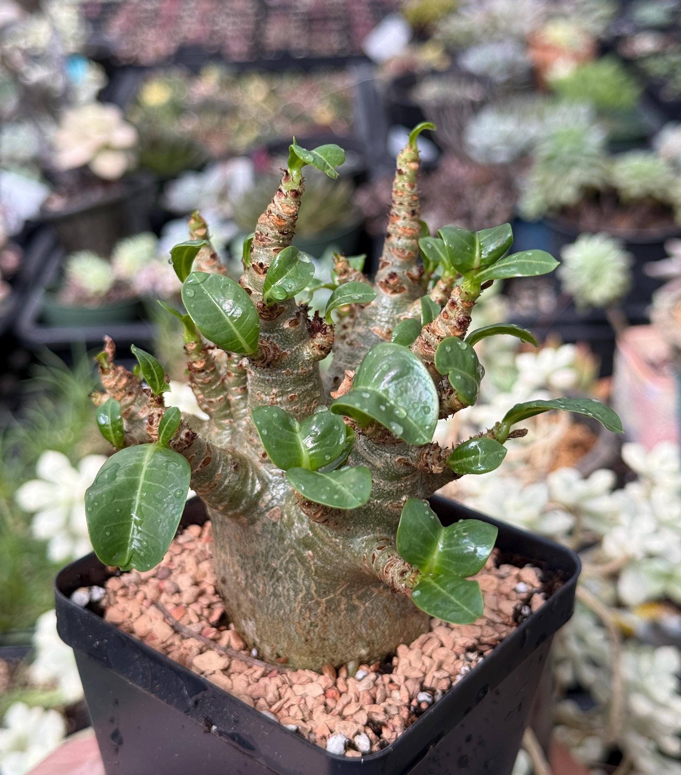 Rare Adenium Godzilla Caudex, Succulent for Your Collection - Etsy
