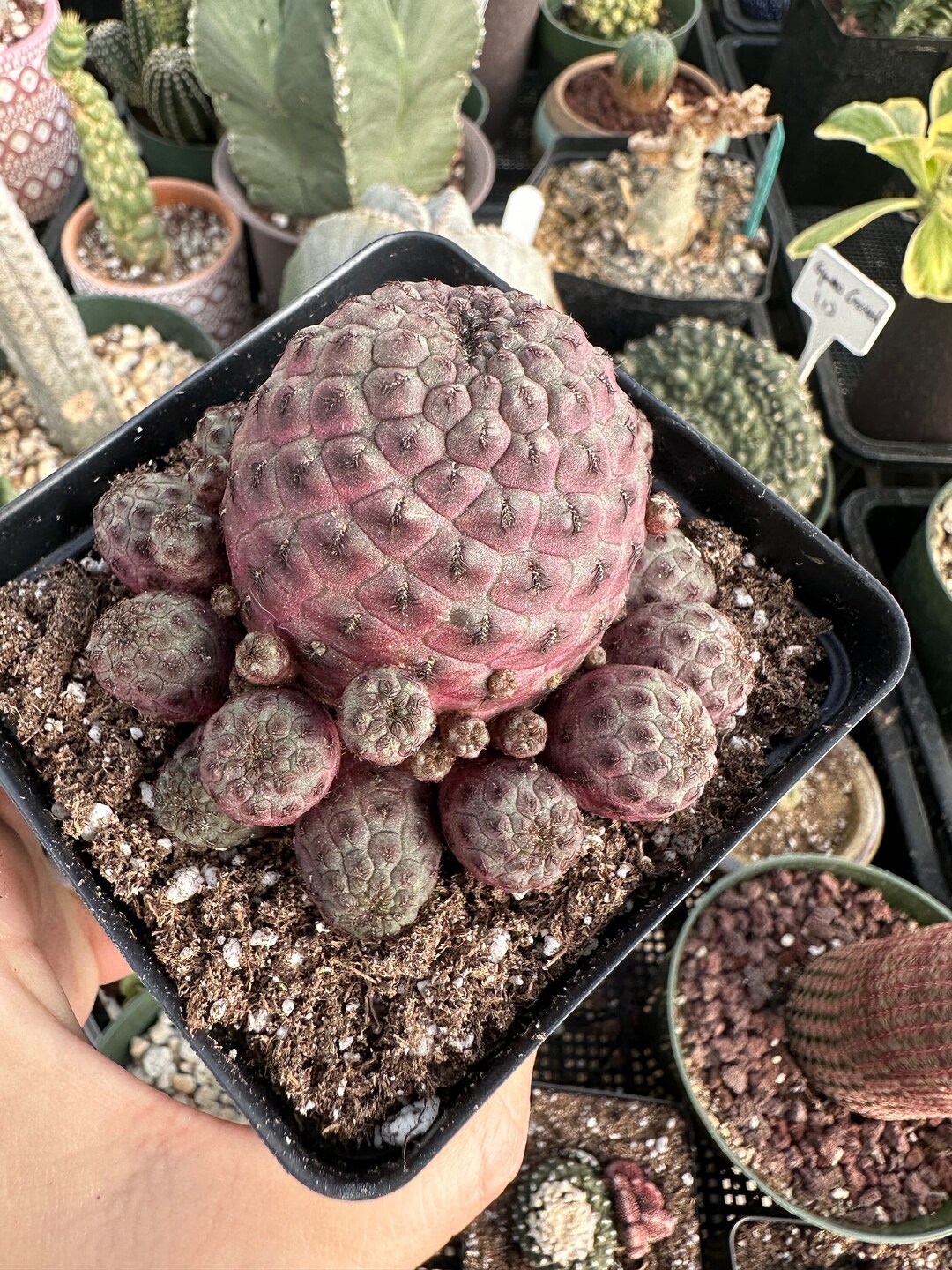 Rare Cactus, Sulcorebutia Rauschii Cluster (4”), Live Plant - Etsy