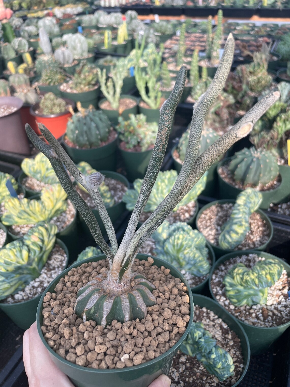 Rare Cactus Astrophytum Caput-medusae 4pot - Etsy