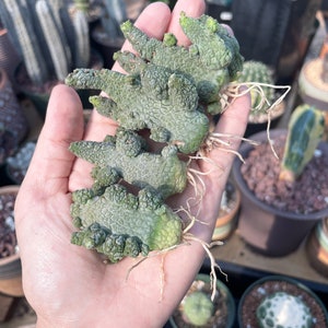 Rare Succulent - Pseudolithos Caput-viperae Hybrid (2”), Live Plant - Etsy