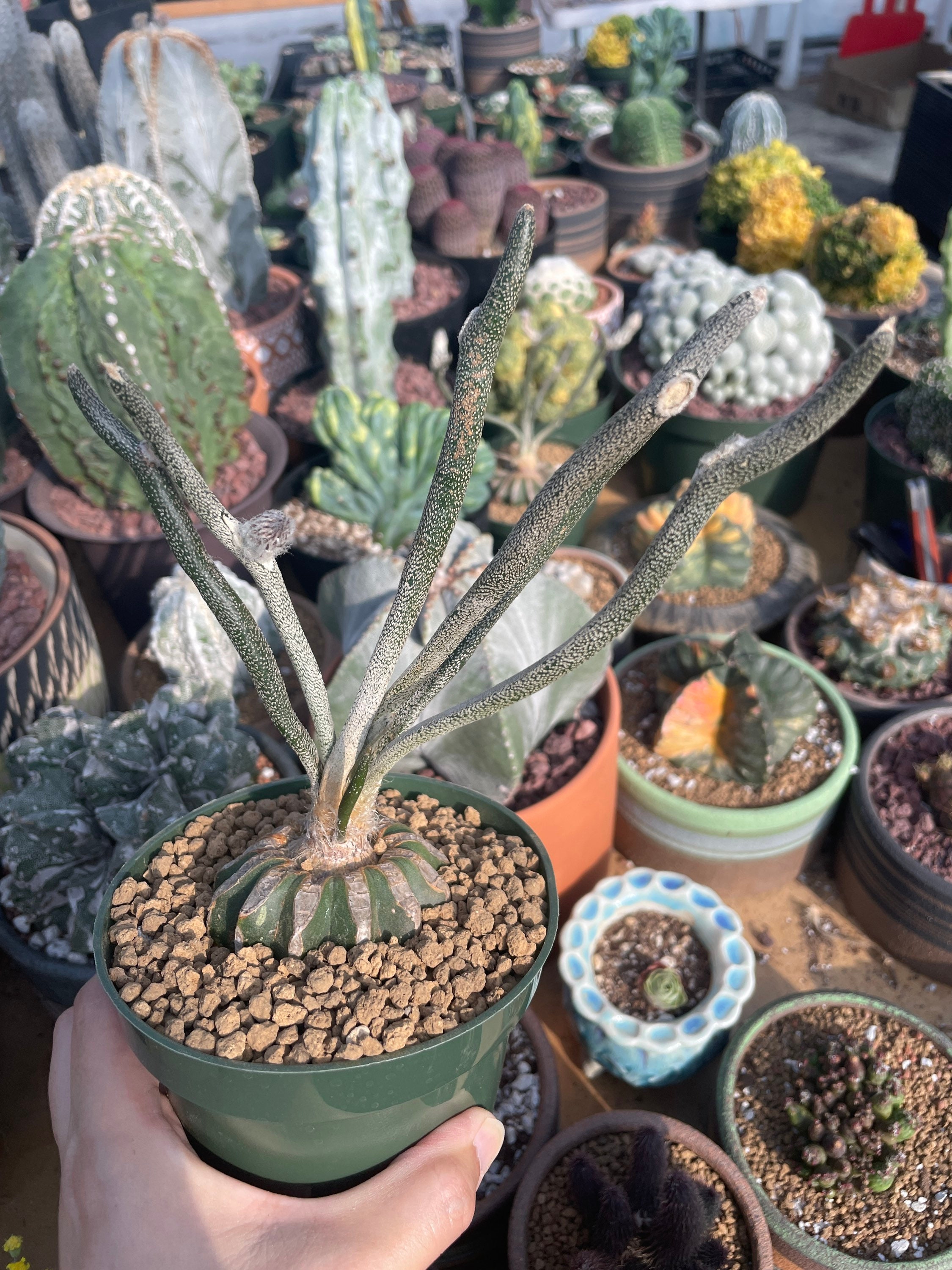 Rare Cactus Astrophytum Caput-medusae 4pot - Etsy