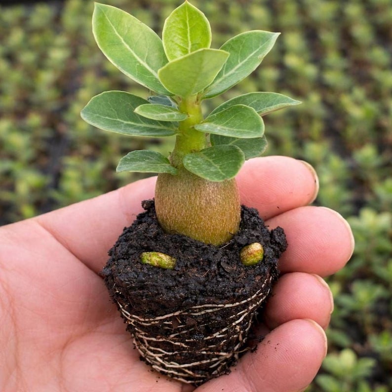Desert Rose Adenium Obesum, 3/6 Plants, Starter Seedling, Rare ...