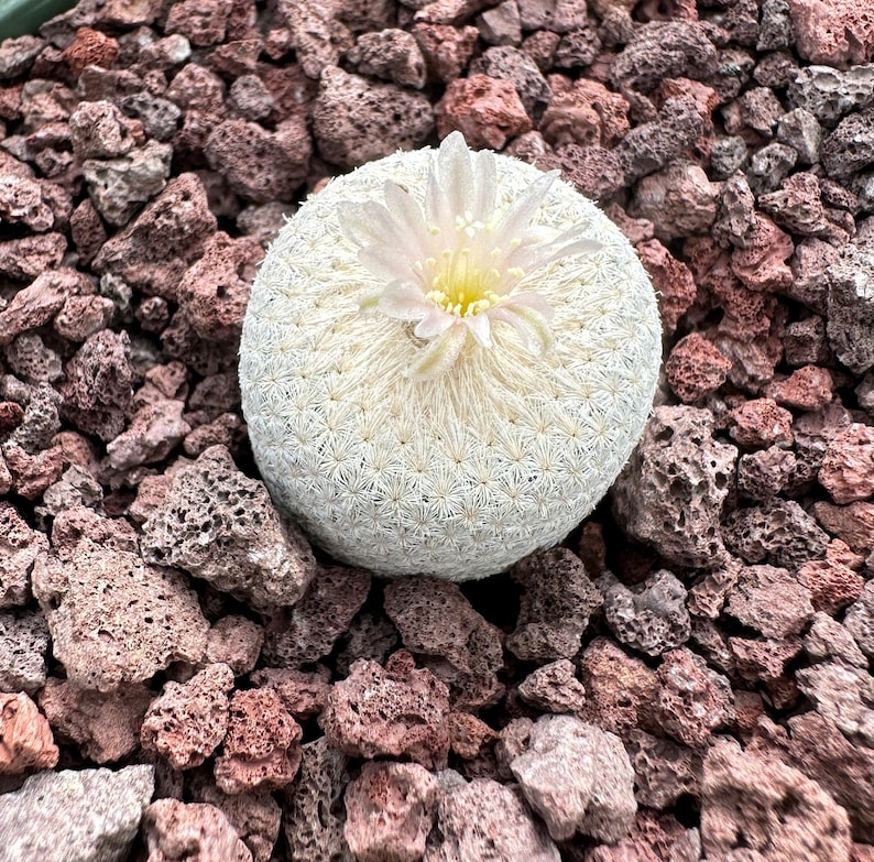 Rare Cactus - Epithelantha Bokei - Etsy